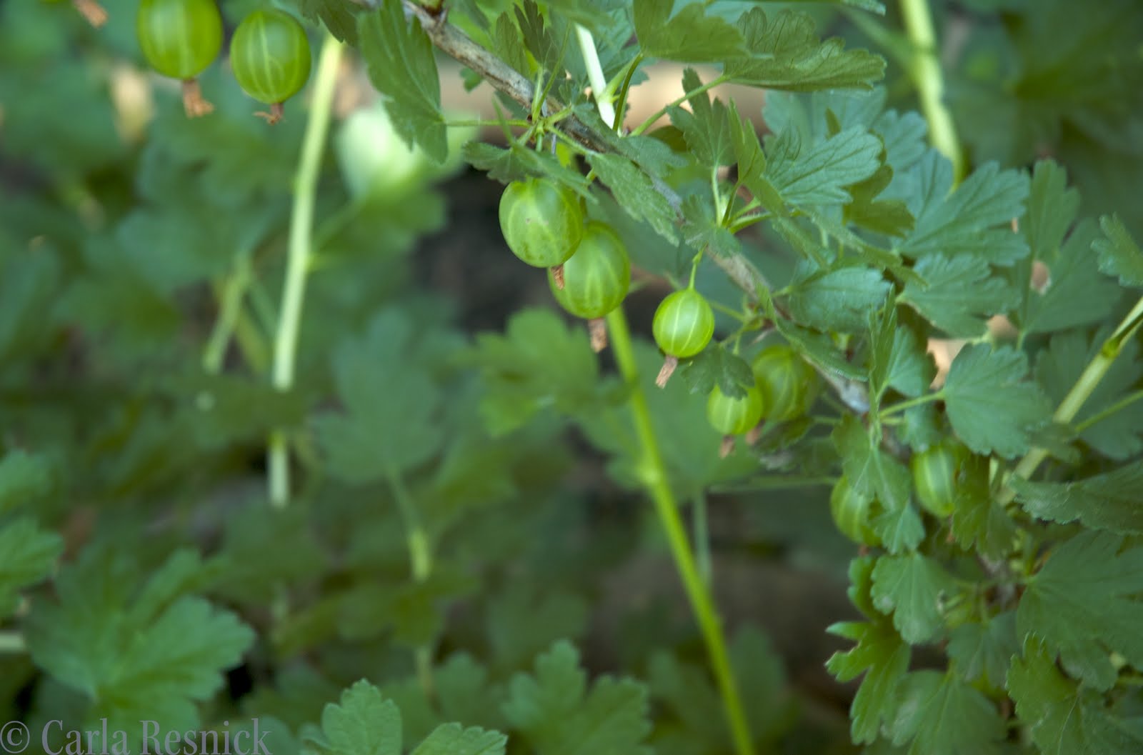 Permaculture in Northern California: Currants & Gooseberries