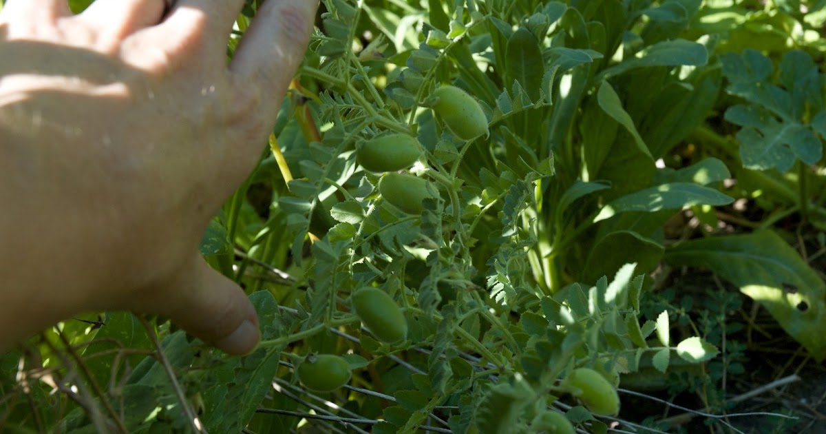 Permaculture in Northern California: Popping beans (aka Garbanzo beans)