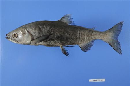 Cosmos Blog: Sakana-kun (Mr. Fish)