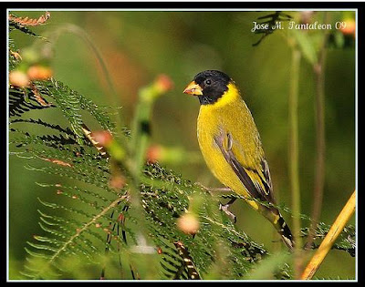 Magdelyn al día * :): Canario - Antillean Siskin (Carduelis dominicensis)