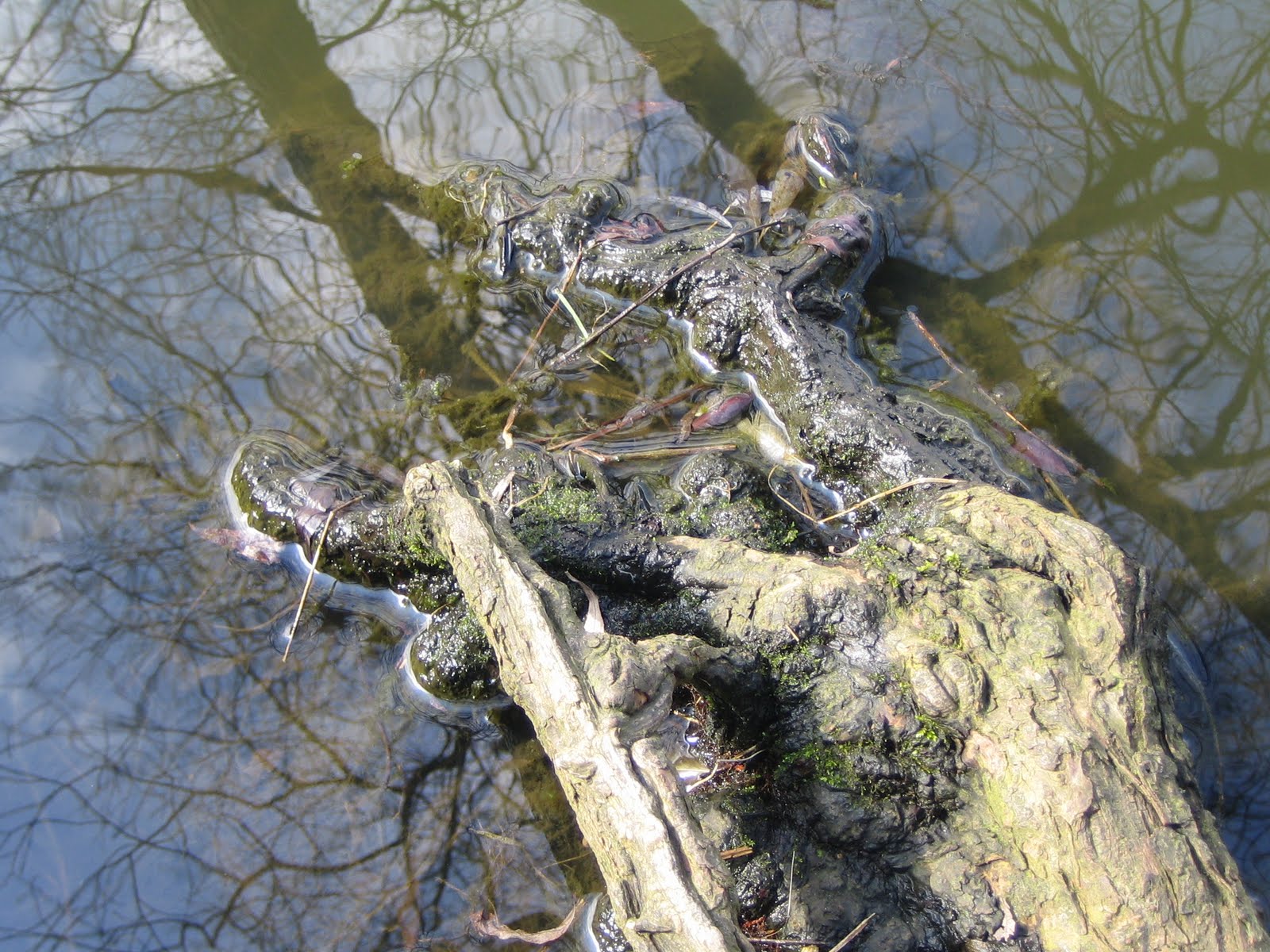 Værksted, natur, teknik: Hvad er en Mose?