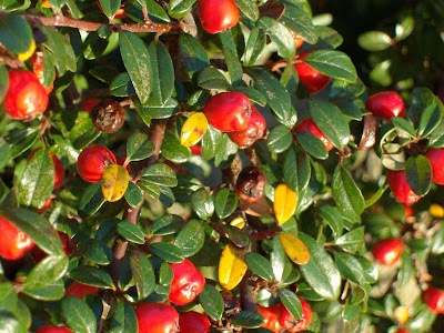 Cuentos de Kike, de lejos: Pepitas rojas