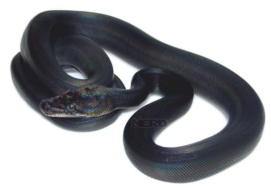 Your dream snake (that you'll never have). | Page 5 | Reptile Forums