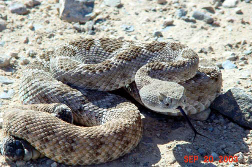 (Diamondback rattlesnake facts) || (biggest size rattlesnake in louisiana)