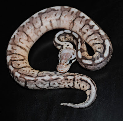 Dangerous Snakes: ball python snake