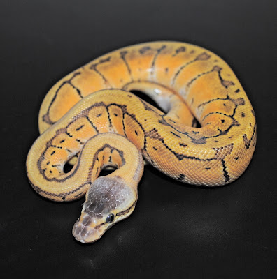 Dangerous Snakes: ball python snake