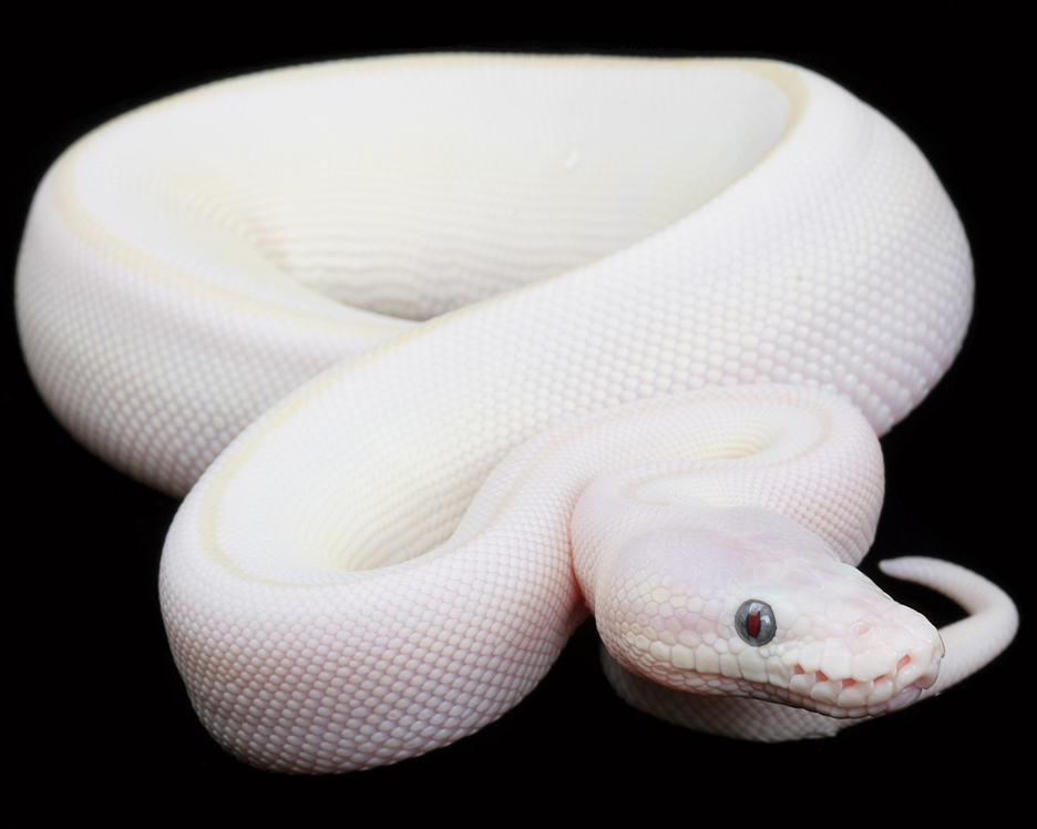 Hogwarts_ / Day 02; Pets