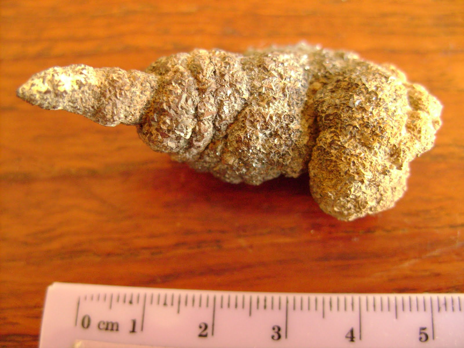 Fossiles de Lorraine et alentours: Coprolithe