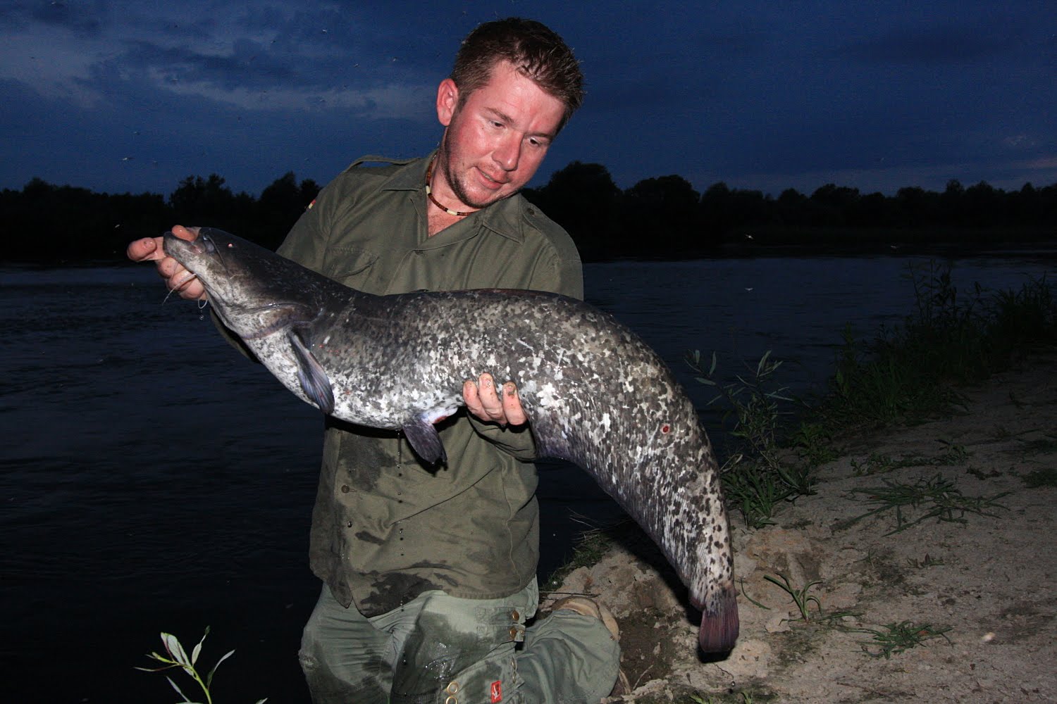 Fishing In Croatia (and in the neighbourhood): Decent wels cat fish and ...