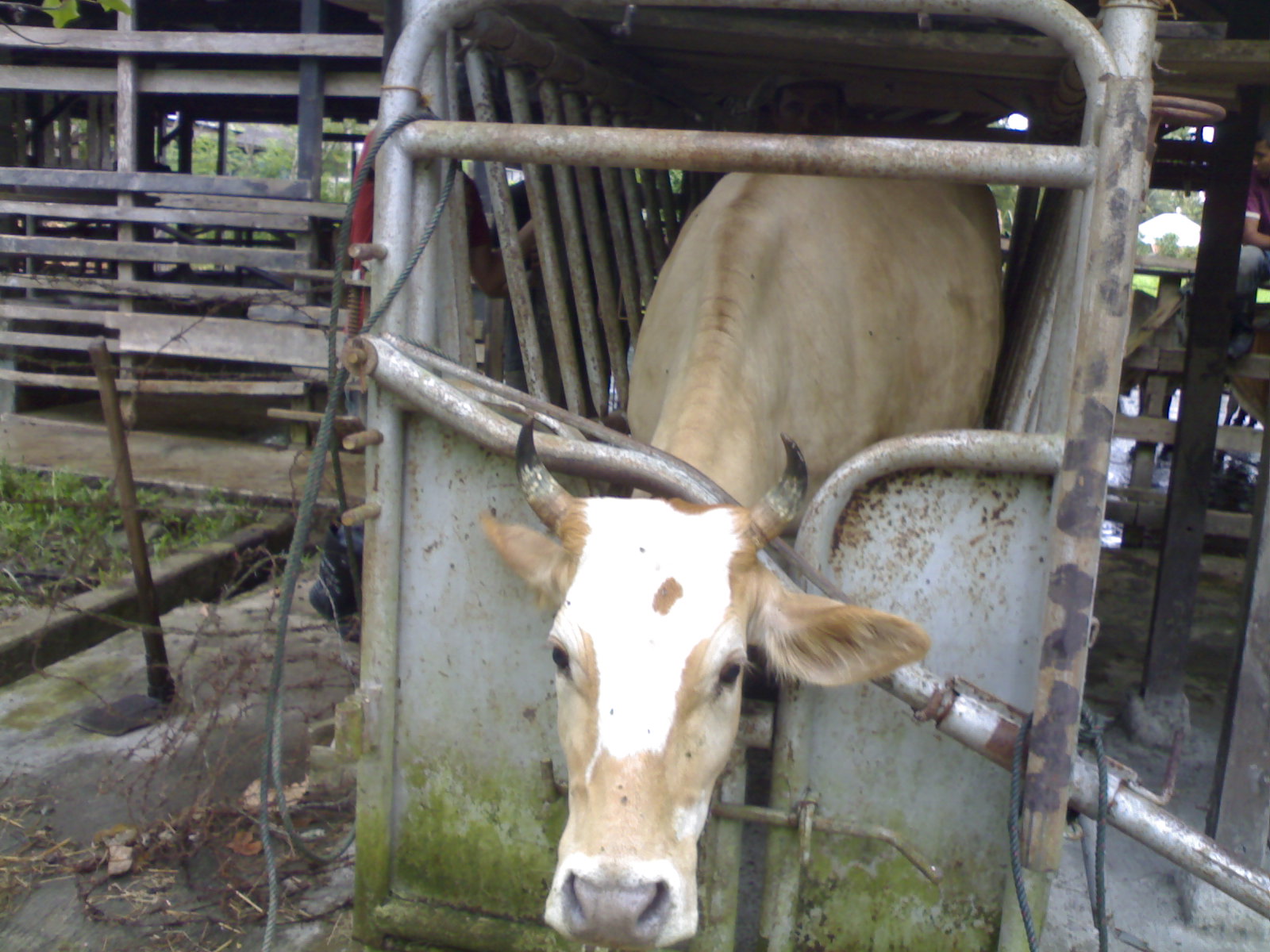 reproduksi: Teknik Inseminasi Buatan Pada Sapi