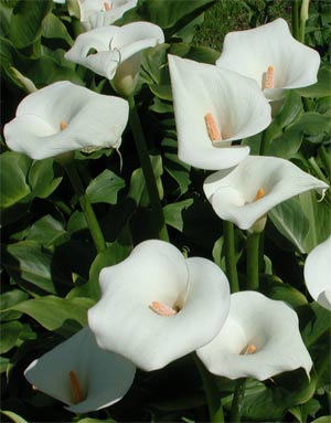 Sự Tích và Ý Nghĩa của Hoa Calla ( Thủy Vu hay Rum) | Banmaihong's Blog