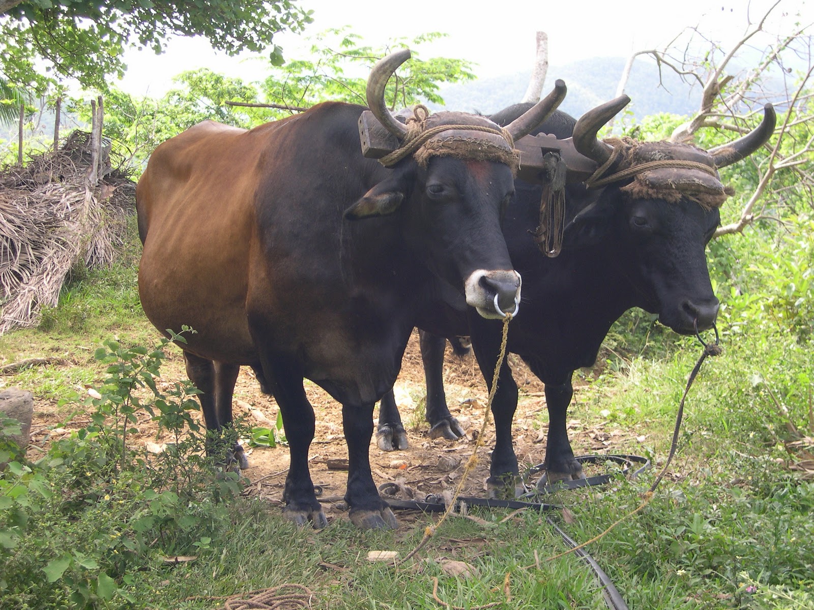 Hebaristo, el sauce que murió de amor: Los bueyes que nunca se cansaban.