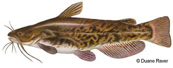 Bullhead catfish