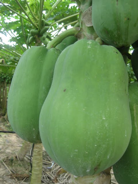 .: Betik Sekaki Perlis