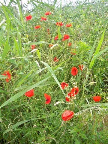 papavero di campo: Papaveri etruschi. Anche viola!