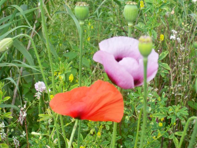 papavero di campo: Papaveri etruschi. Anche viola!