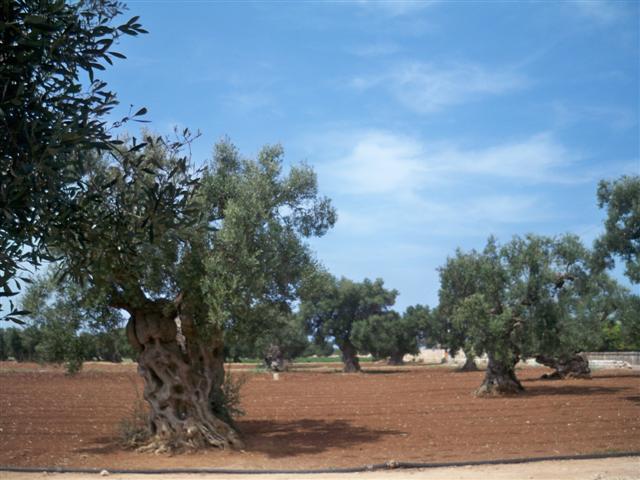 papavero di campo: Le Puglie. Gli ulivi dei secoli. Indiscussi ...