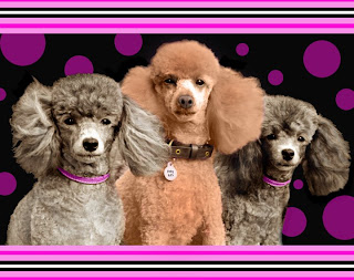 Florida Rescued Dogs: Florida Poodle Rescue