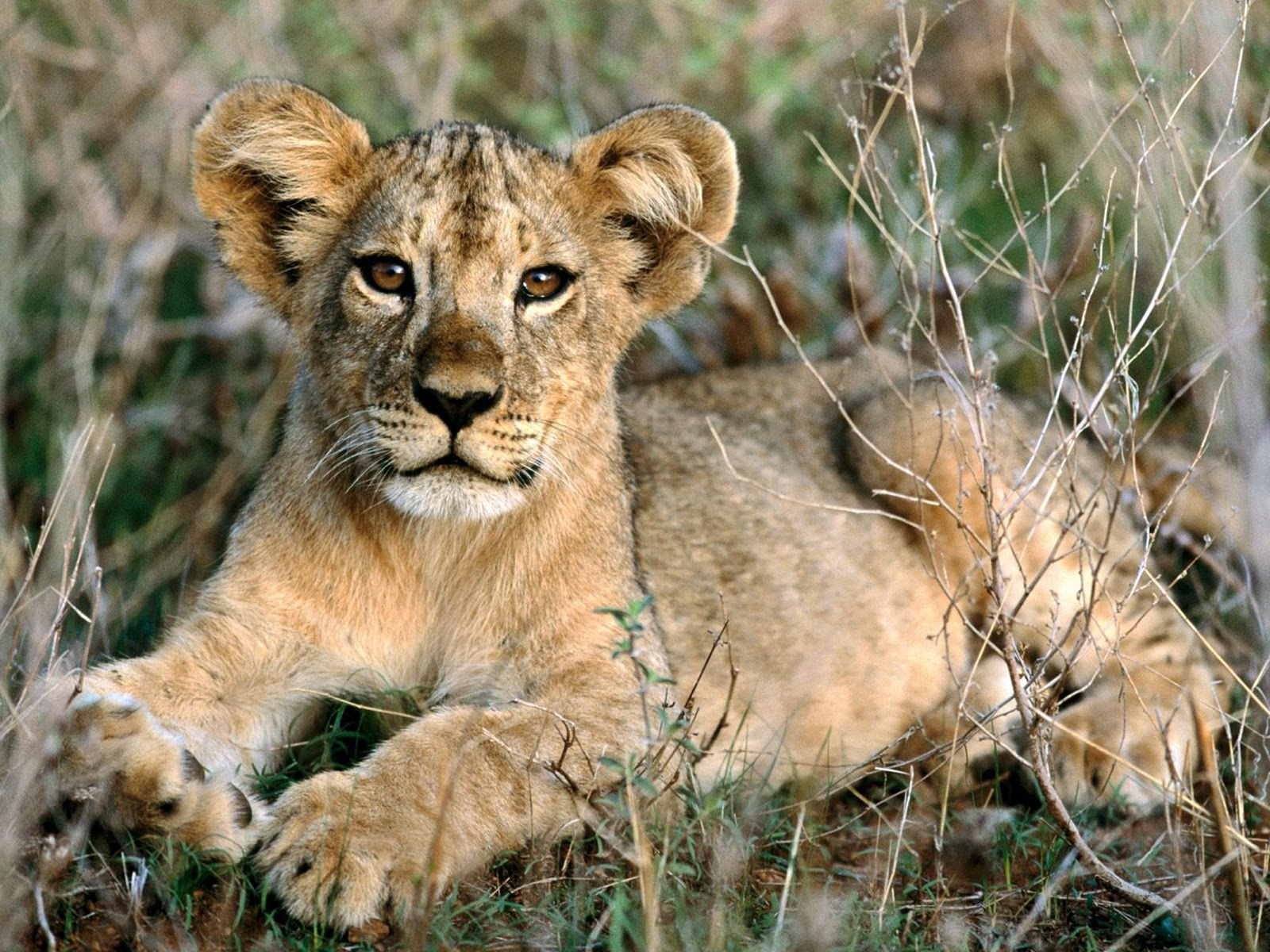 Resimler Duvarkağıtları Wallpapers: Aslan Resimleri