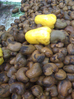 eis biz is biz: Cara Memposes Kacang Gajus