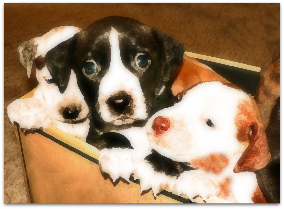 We Don't Rent Puppies: Drive-By Drop-Offs