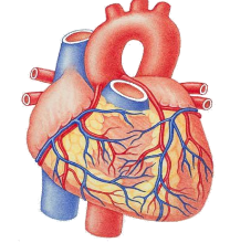 Fisiología: CARDIOVASCULAR
