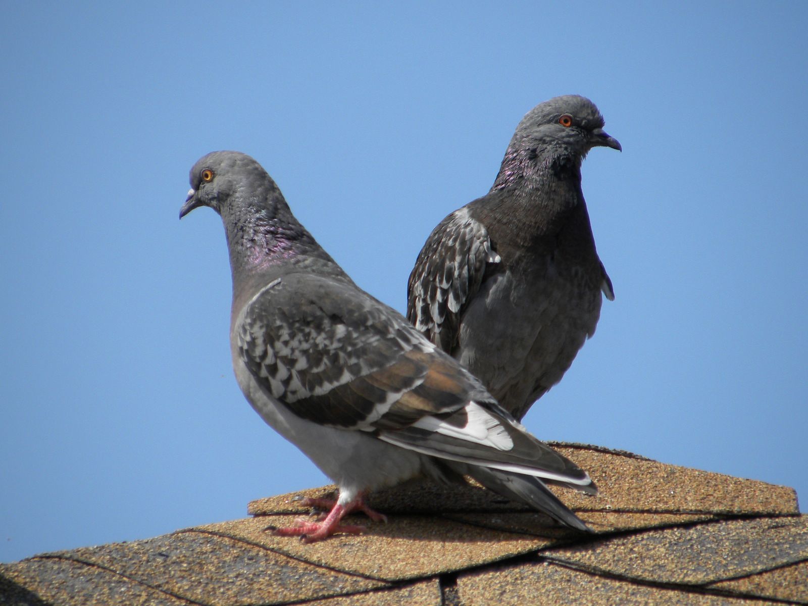My Secrets for Happiness: Pigeons From Palatka