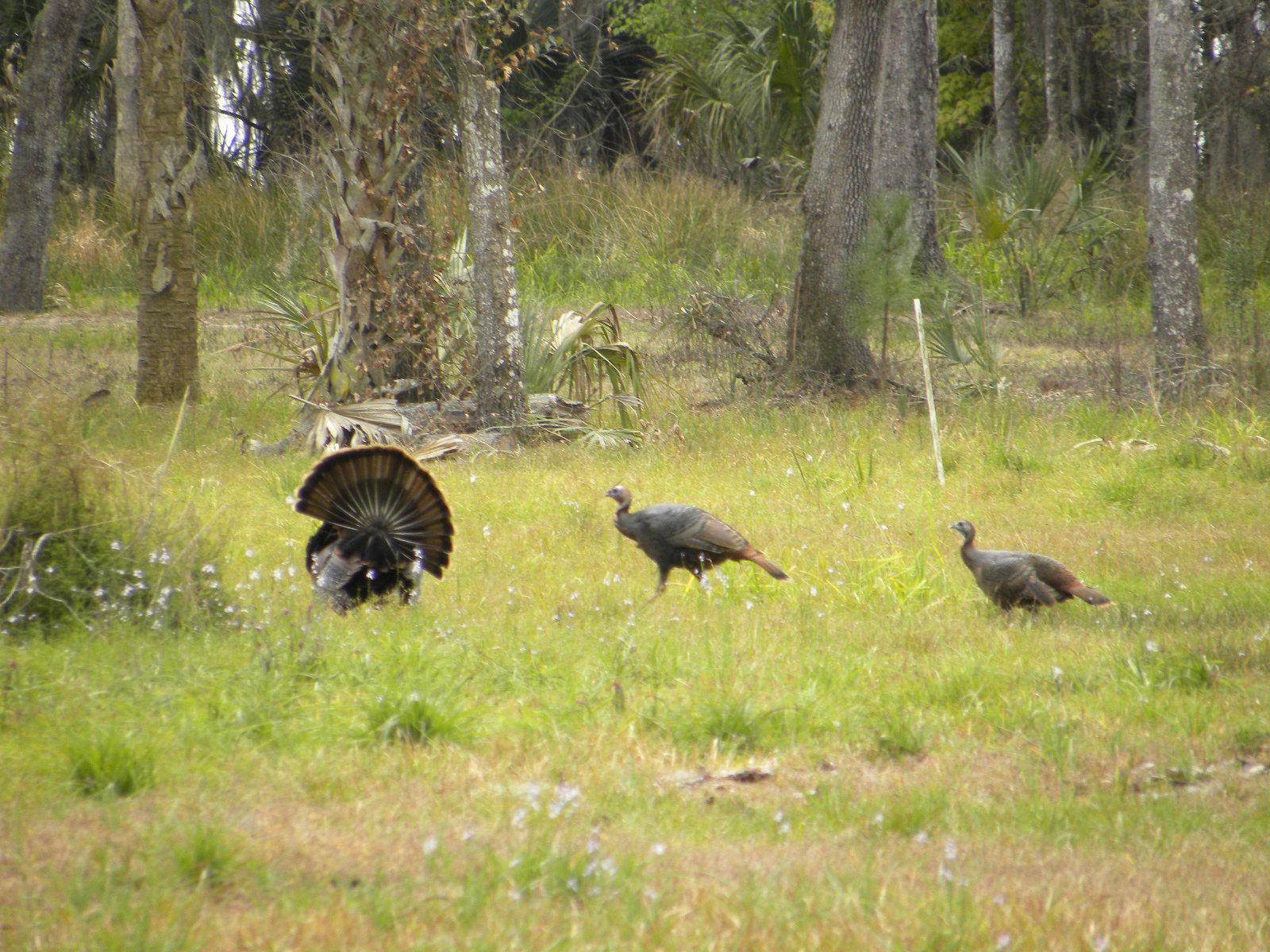 My Secrets for Happiness: Turkeys in Florida