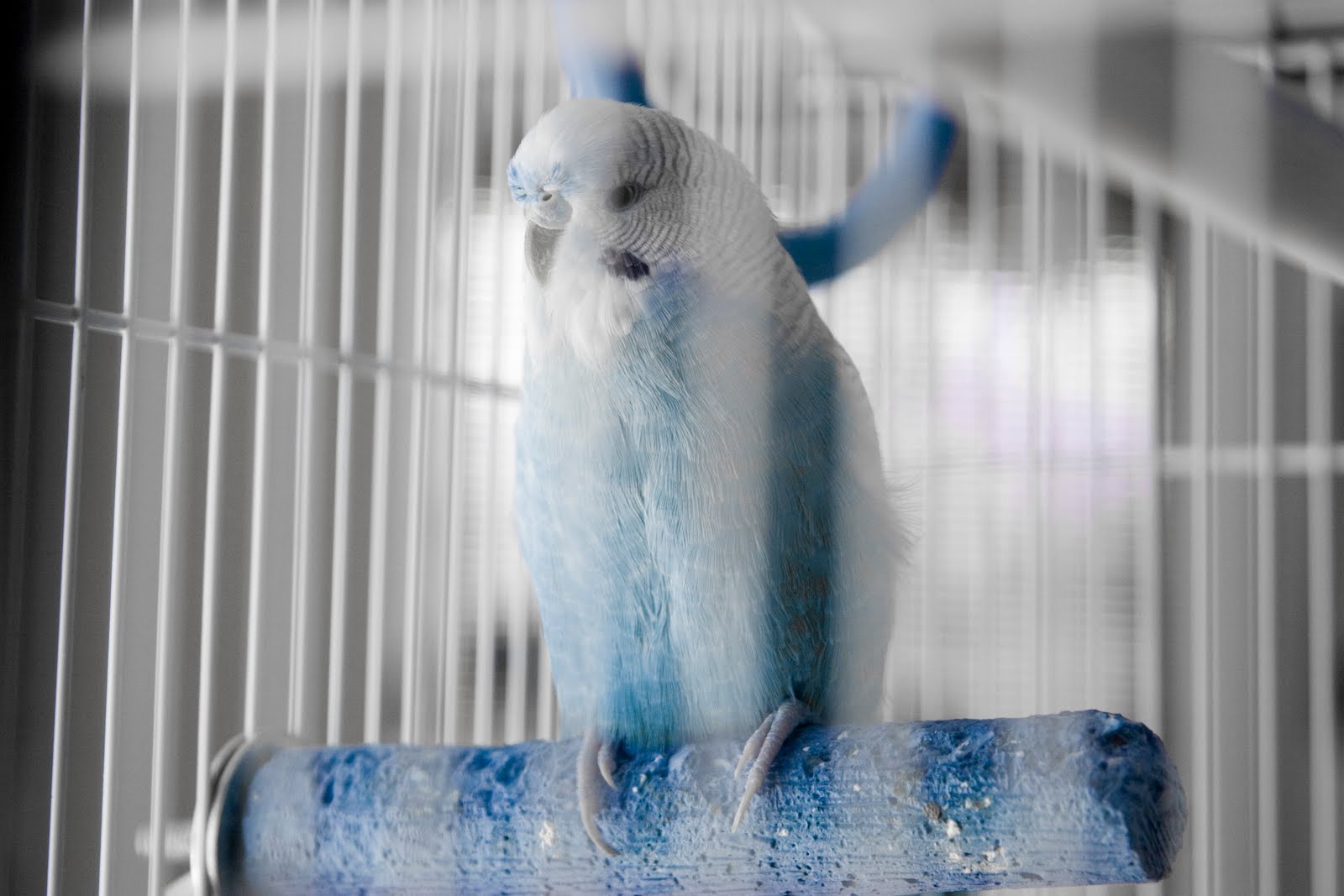 Daniel Patrick Bridle