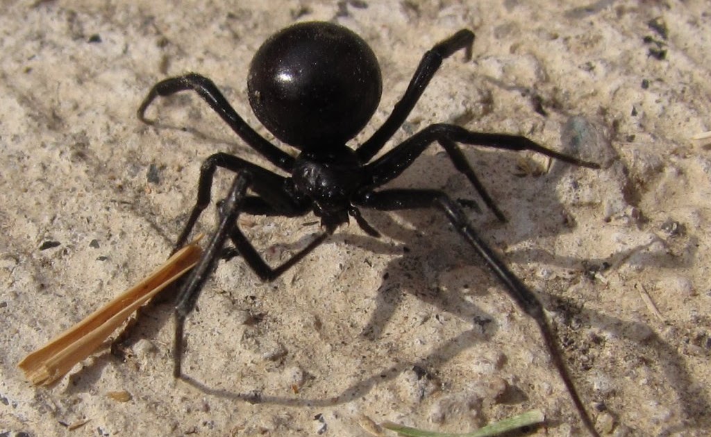 ecoxolo: Araña Capulina o Viuda Negra