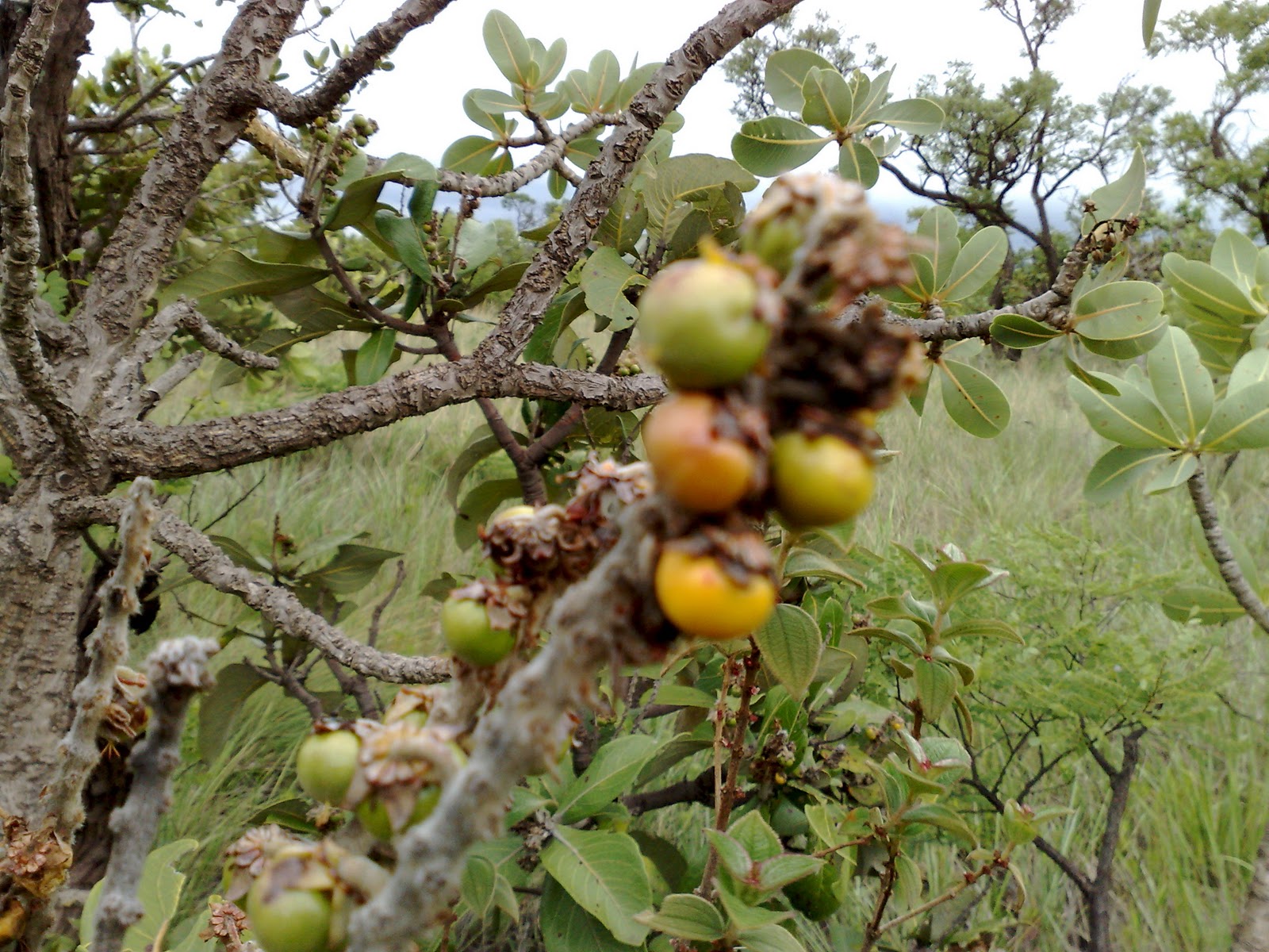 Os Frutos do Cerrado: Murici