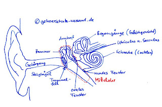 GEHÖRSCHUTZ-NACHRICHTEN: Teil 6/ Das Mittelohr