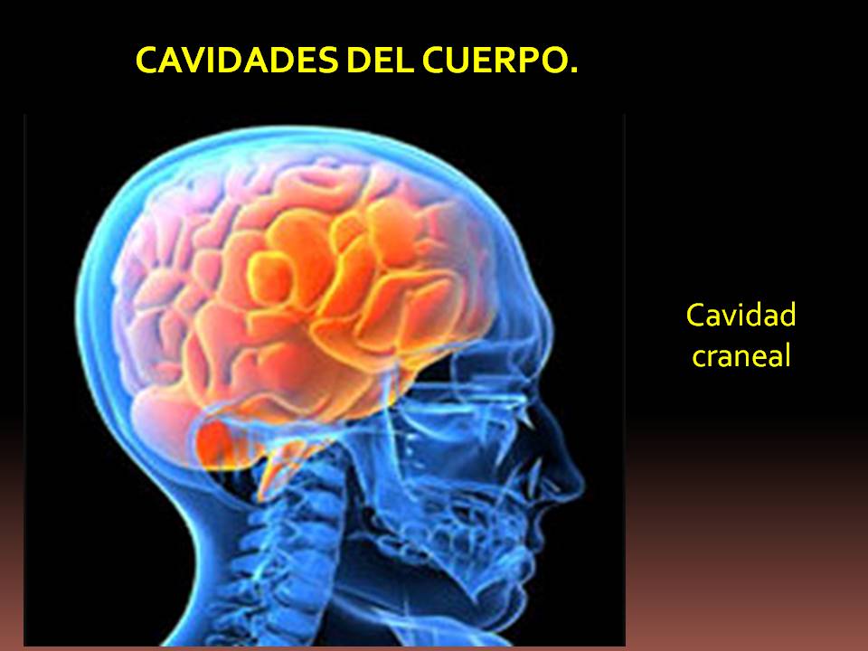 Anatomía y Fisiología humana: POSICIÓN ANATÓMICA.