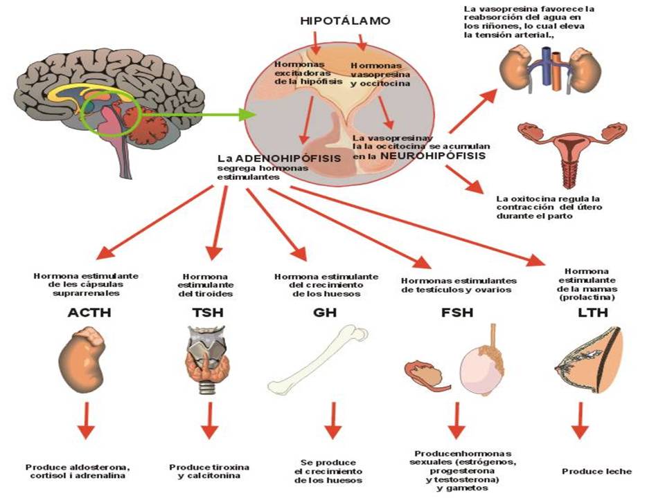 Anatomía y Fisiología humana: Sistema Endocrino.