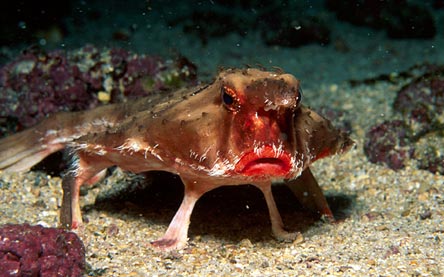 The most crazy: The batfish