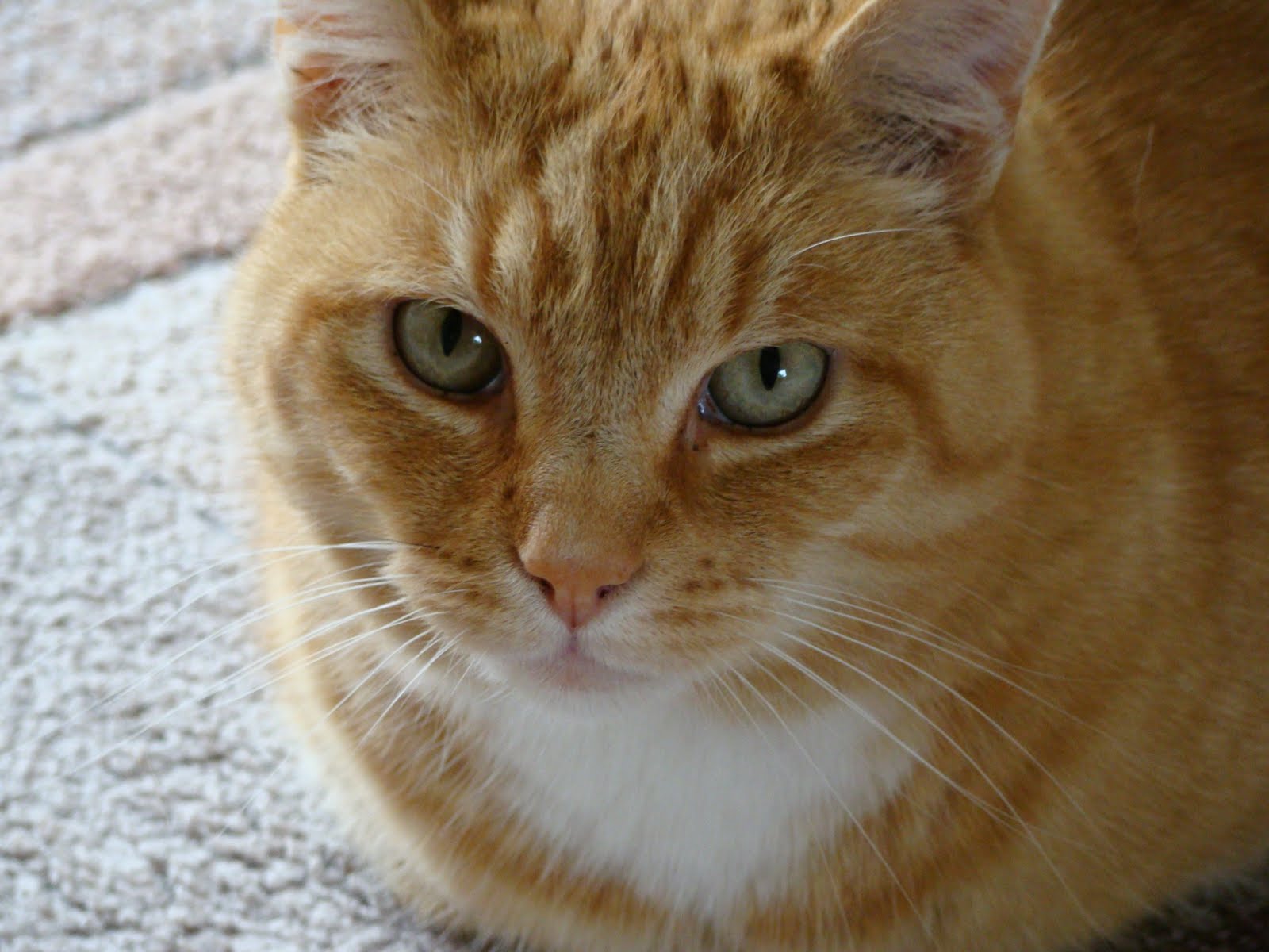 Thoughts Of An Intelligent Blonde: Cats