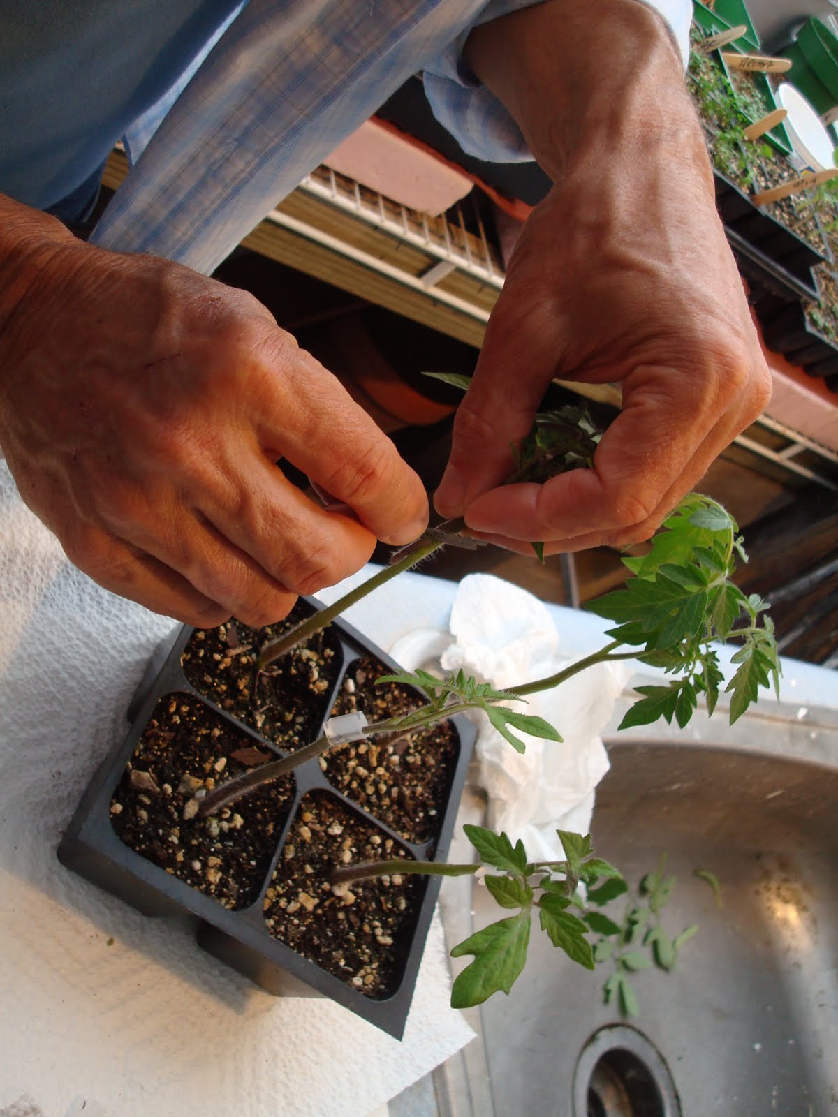 The Vegetable Garden: Tomato Grafting with Pictures