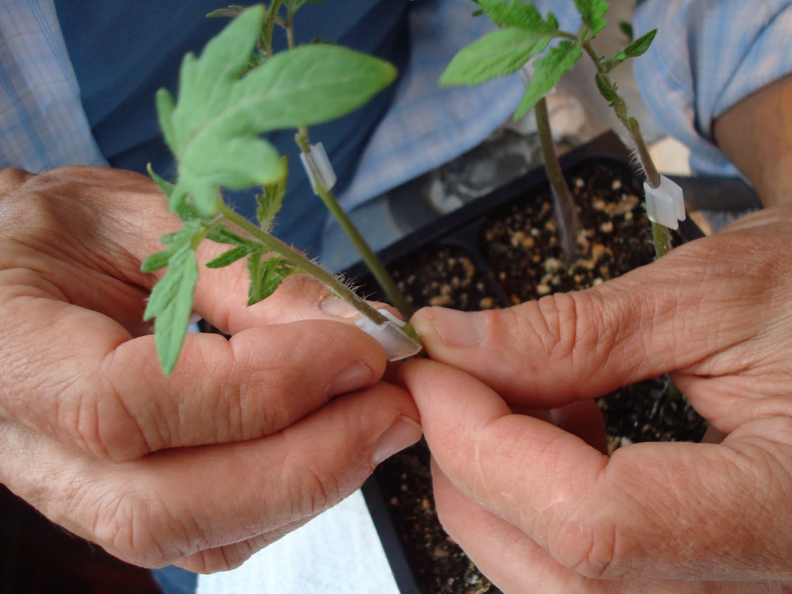 The Vegetable Garden: Tomato Grafting with Pictures