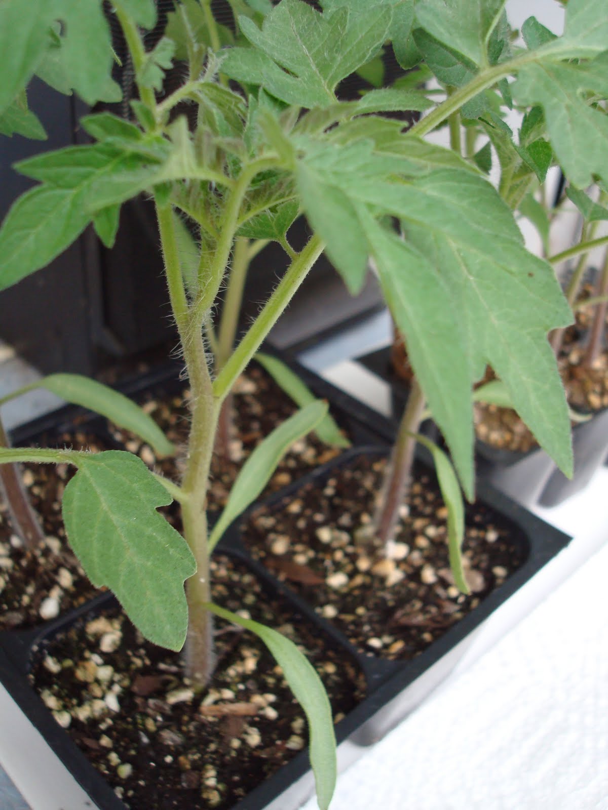 The Vegetable Garden: Tomato Grafting with Pictures