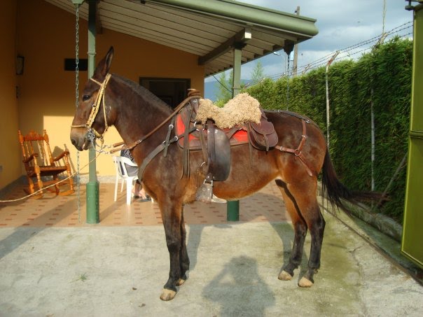MUNDO DEL CABALLO CRIOLLO COLOMBIANO ★: Mulares y Asnales de hoy