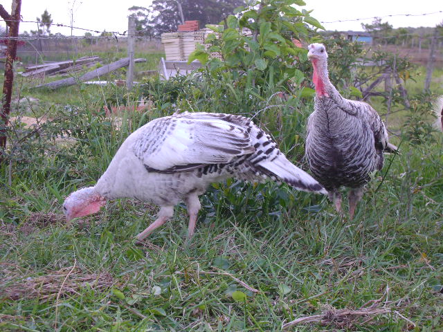BICHOS E PLANTAS DE TODO LUGAR: PERU - AVE