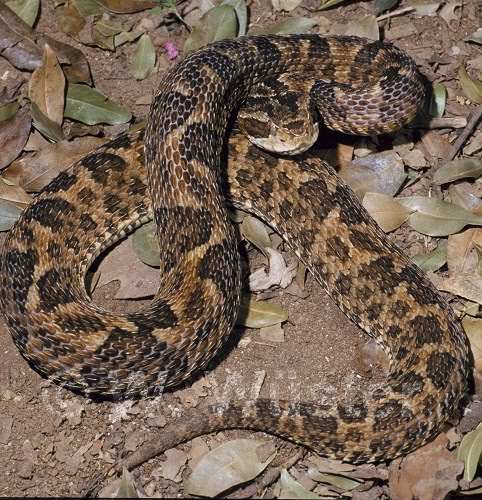 FAUNA E FLORA DO RN: Jararaca-da-seca(Bothropoides erythromelas); Fauna ...
