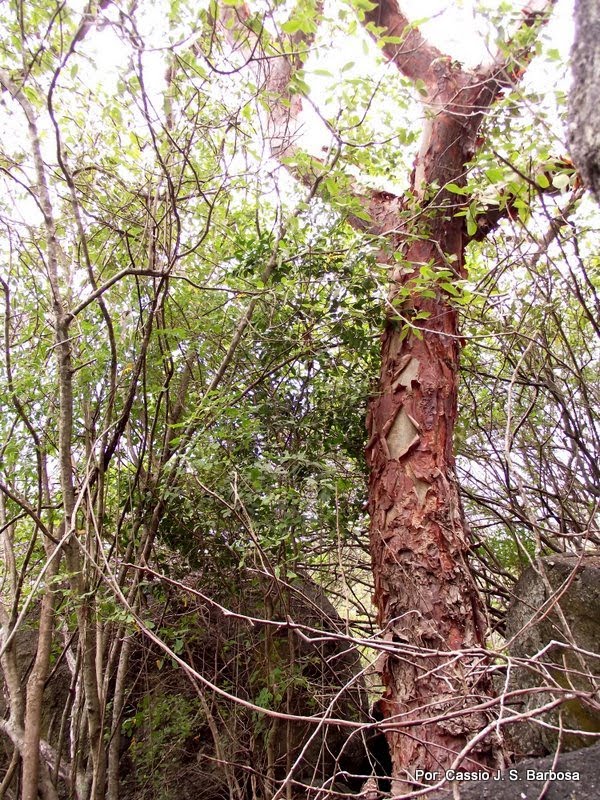 FAUNA E FLORA DO RN: Cumaru( Amburana cearensis A. Smith.); Flora do RN