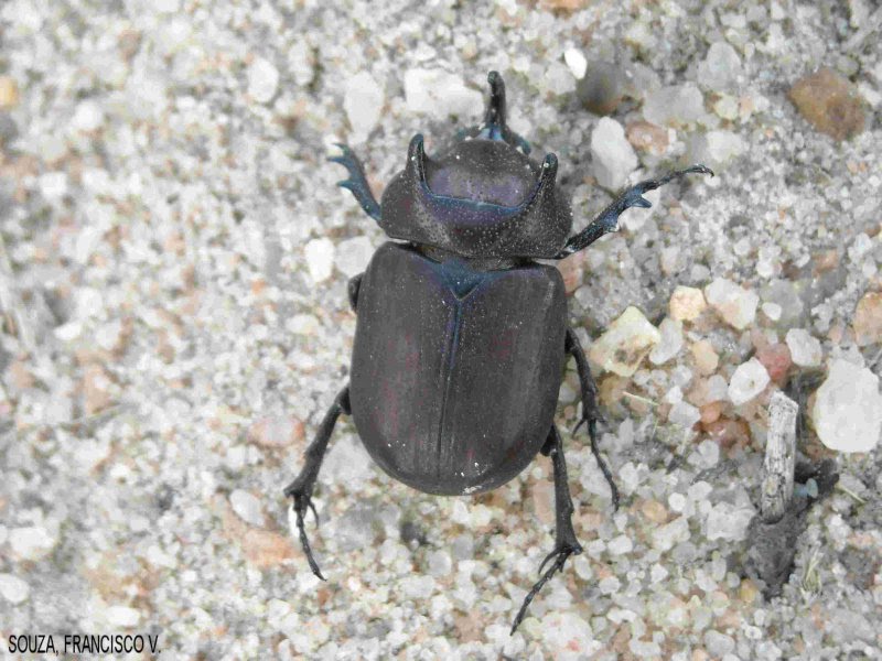 FAUNA E FLORA DO RN: Besouro Coelosis bicornis Leske, 1779. Fauna do RN