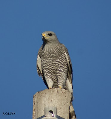 Sinaloabirds_Mexico: Gray Hawk