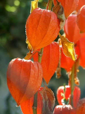 khalij: Harankash e zucchero filato