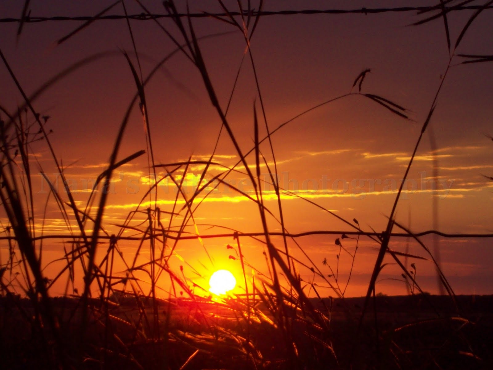 Nana's Nature Photography: Sunset Through the Weeds
