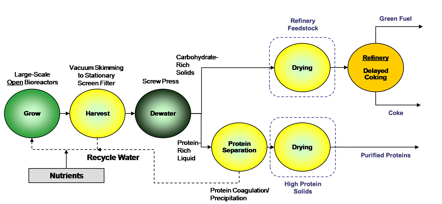 Al Fin Energy: Algae Biomass Promises to Impact Energy Markets