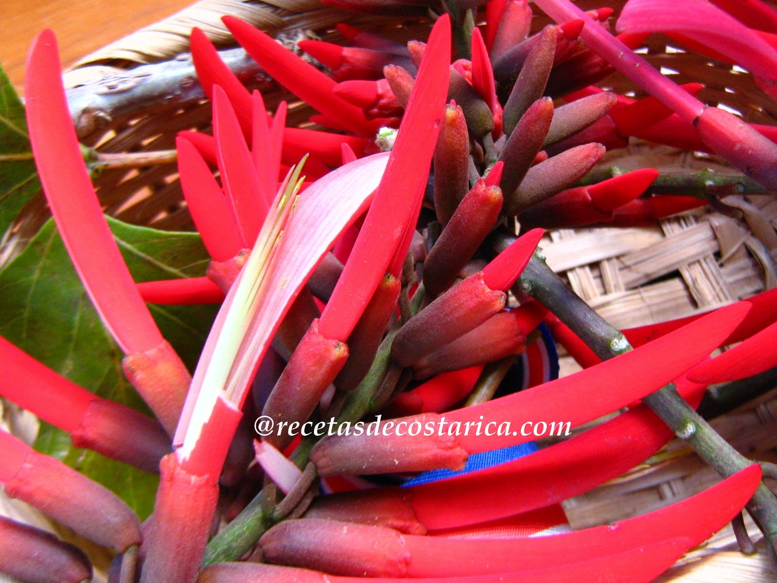 Cocina Costarricense: cuchillitos del poró