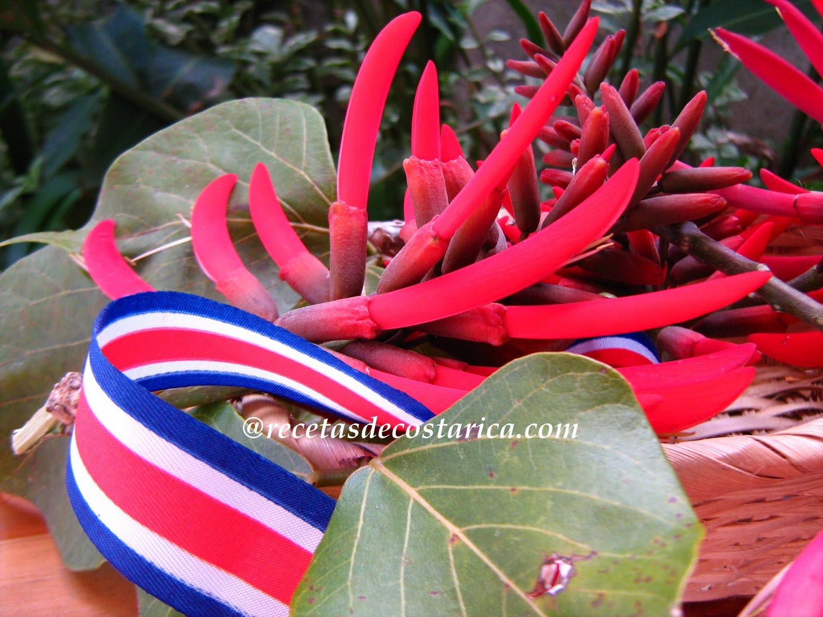 Cocina Costarricense: cuchillitos del poró